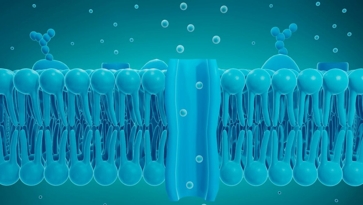 The Role of Ions in the Body: Ions Required for Cell Function and ...